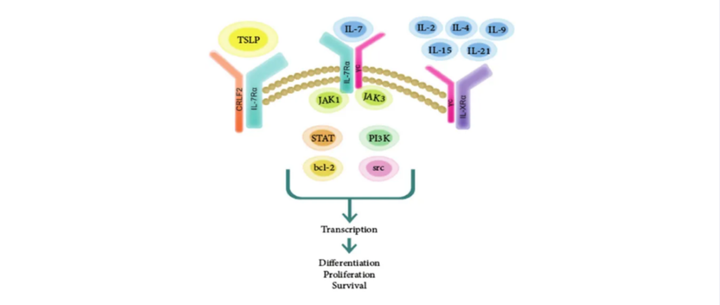 IL-7：一种可能被低估的肿瘤治疗利器 - 知乎