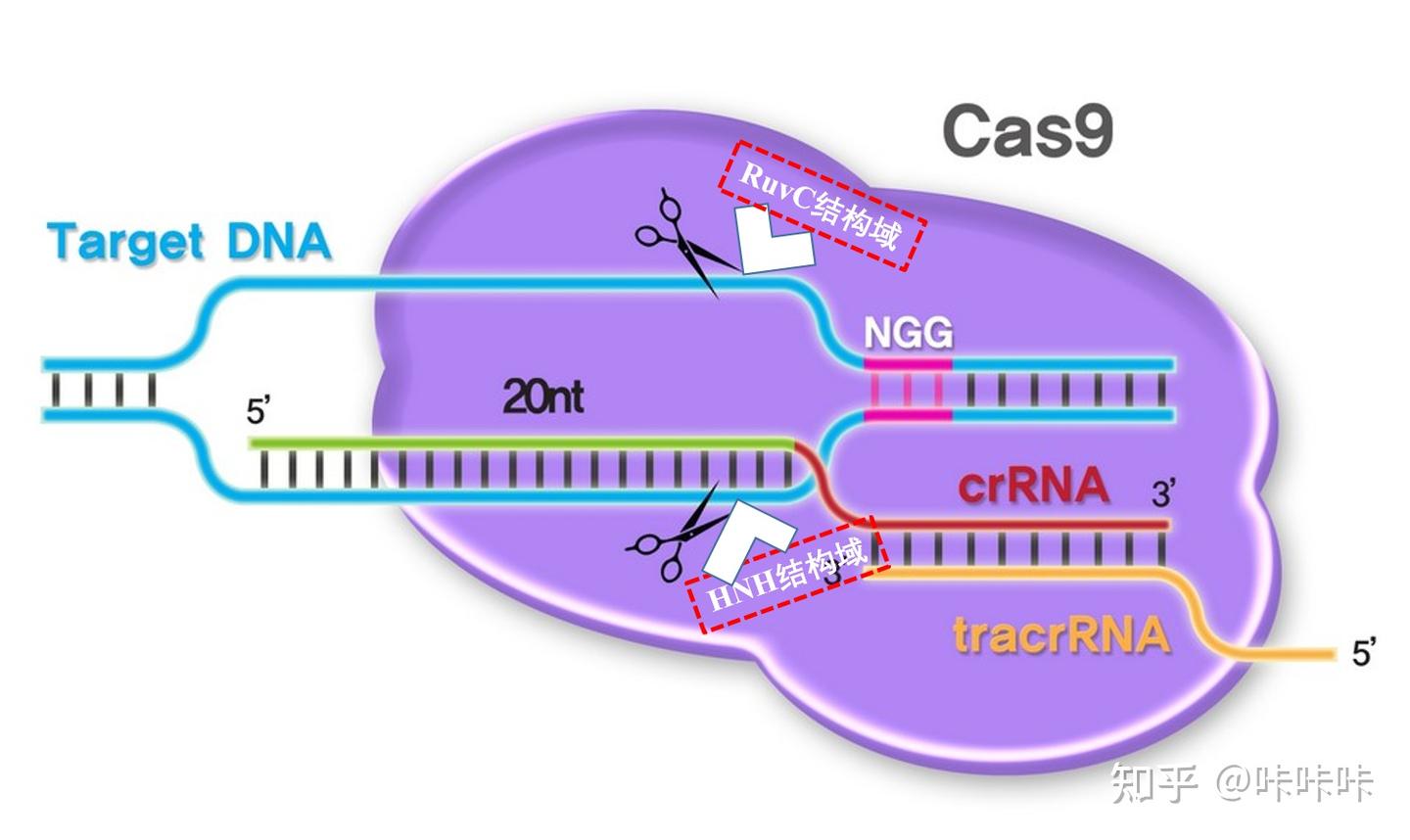 知识分享-CRISPR-Cas9基因编辑原理 - 知乎