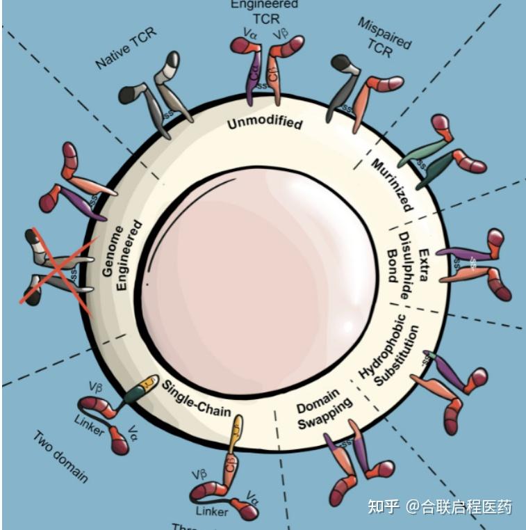 TCR-T: 工程化T细胞受体免疫疗法 - 知乎