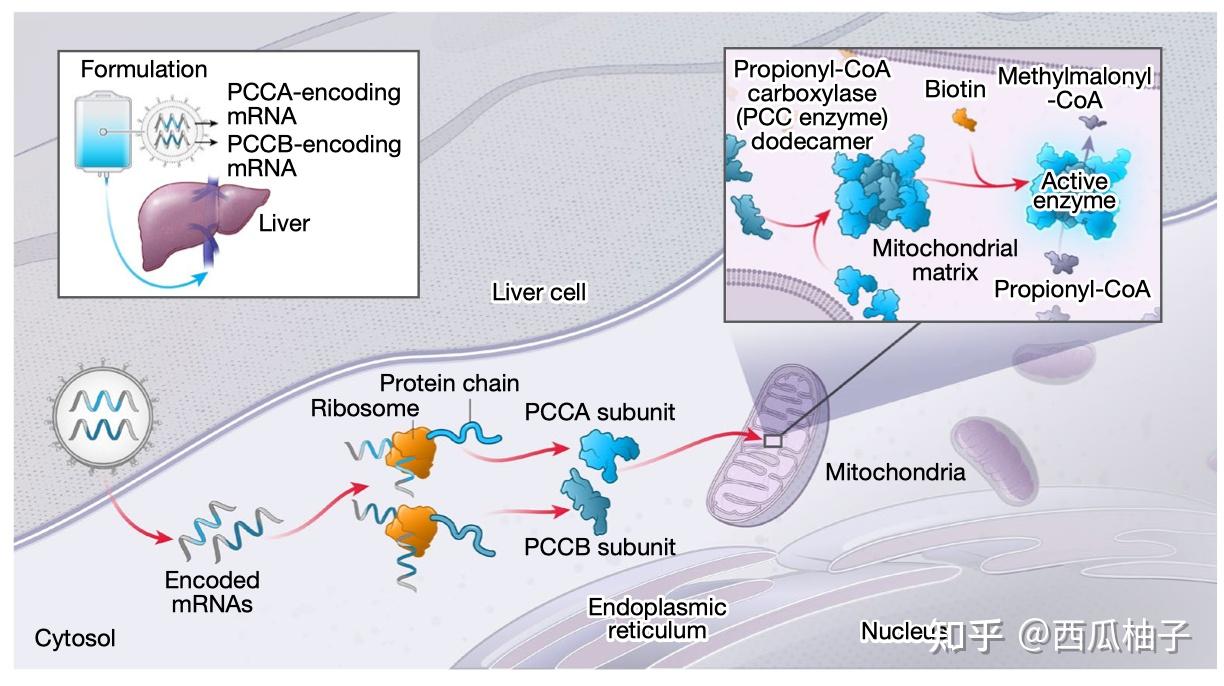 Moderna的mRNA技术有望降低苯丙酮尿症患者代谢失偿风险 - 知乎