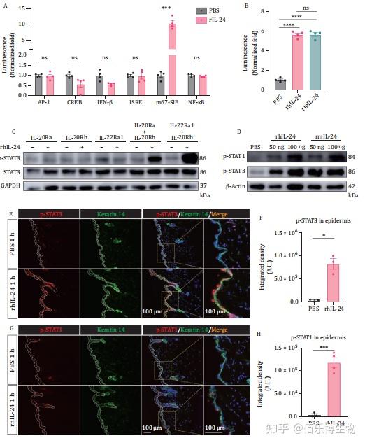 IL-24在湿疹与过敏性炎症中的成药潜力：抗体靶点与蛋白结构解析 - 知乎