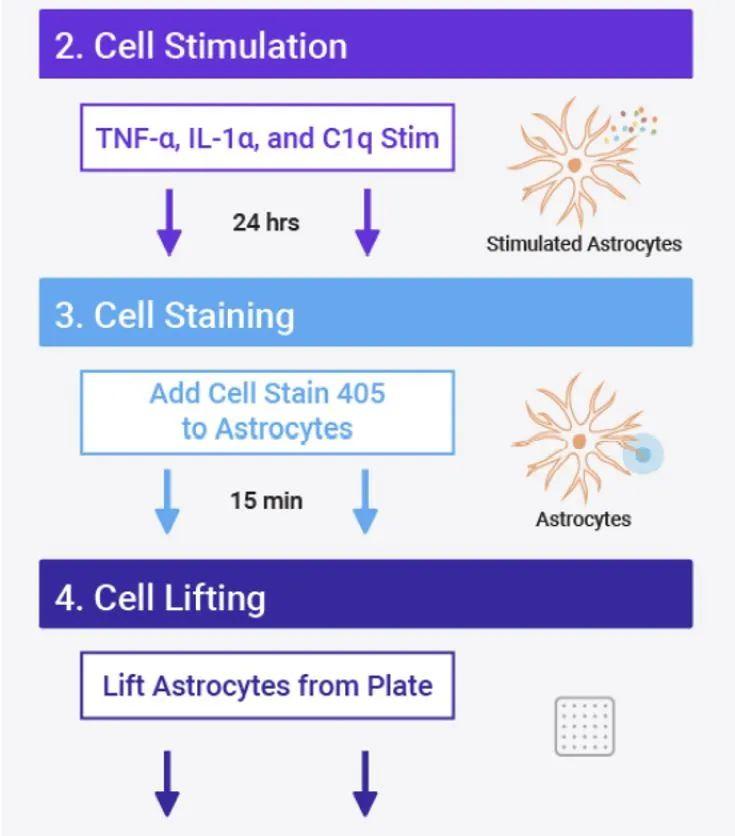 IsoPlexis最新推出人星形胶质细胞的单细胞功能分析方案：助力神经科学研究 - 知乎