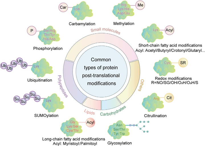 一文带你了解蛋白质翻译后修饰（PTM）研究 - 知乎