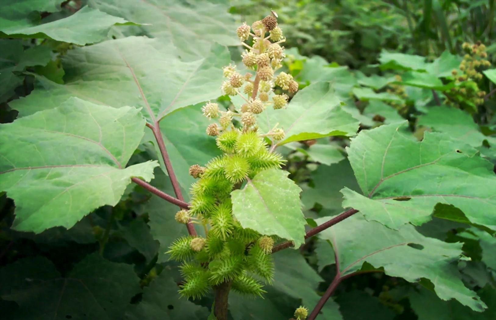 6种植物的果实有毒，农村非常常见，切记不要采摘来吃，记得收藏 - 知乎
