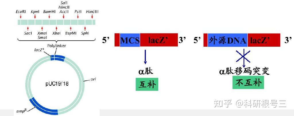 常见的载体类型汇总：质粒载体、噬菌体载体、柯斯载体、病毒载体、人工染色体载体 - 知乎
