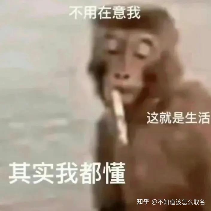 猴子表情包汇总 - 知乎