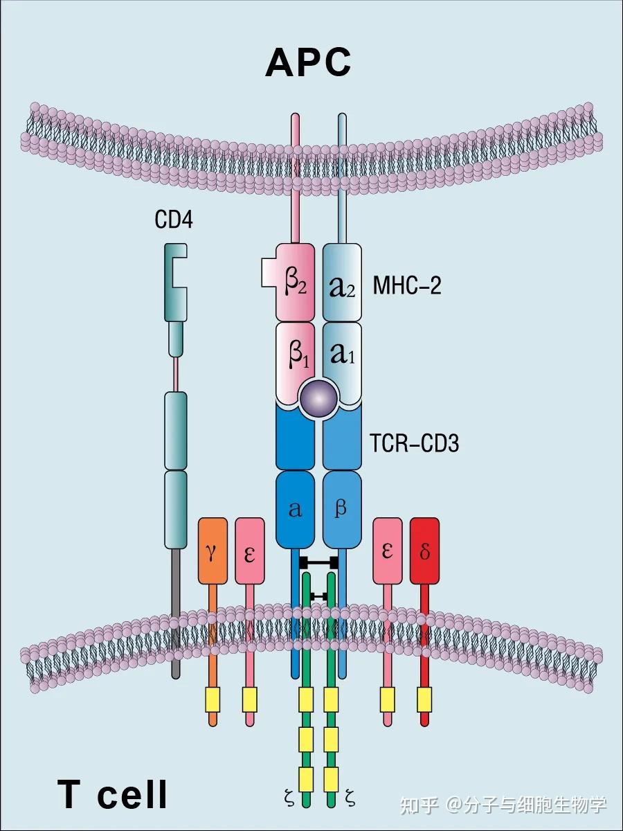 T细胞激活的两大信号 - 知乎