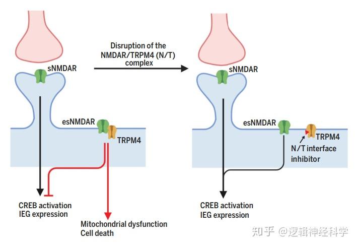Science︱新神经保护剂！NMDAR/TRPM4相互作用机制及抑制剂 - 知乎